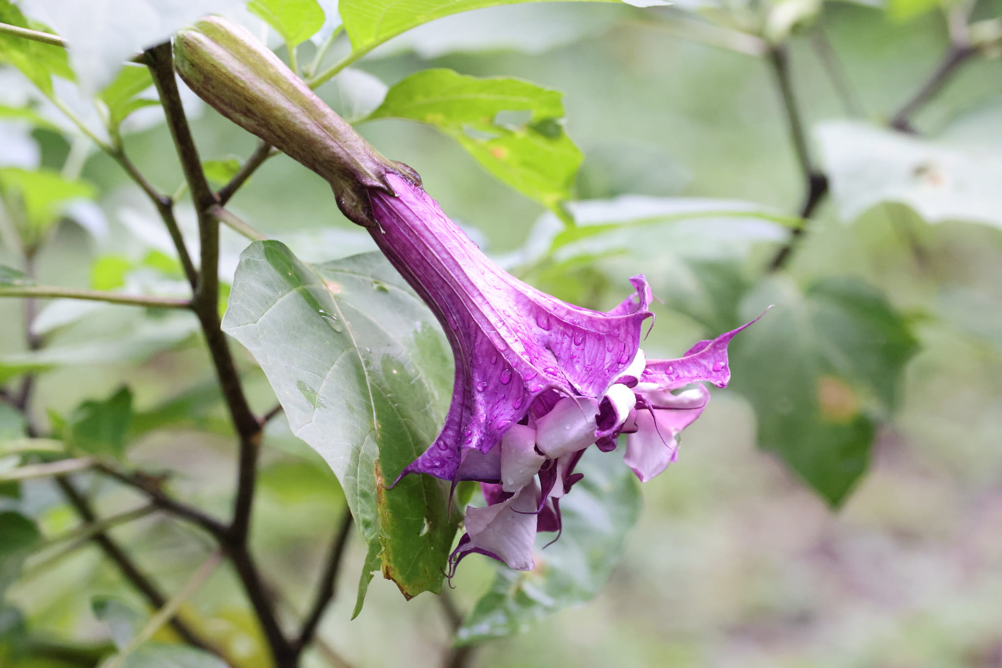 Datura species